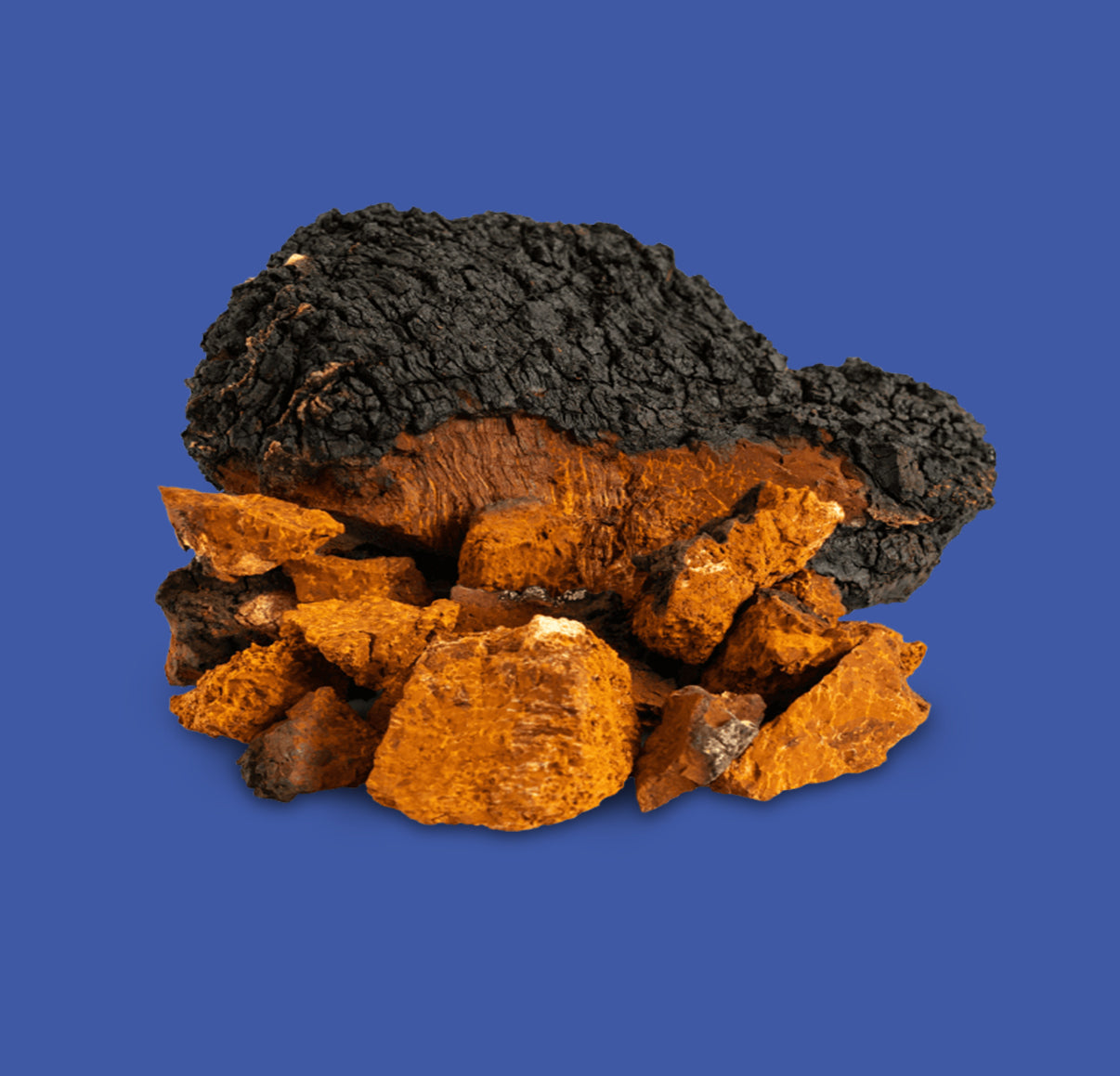 Mushrooms – ENCAPSULATE