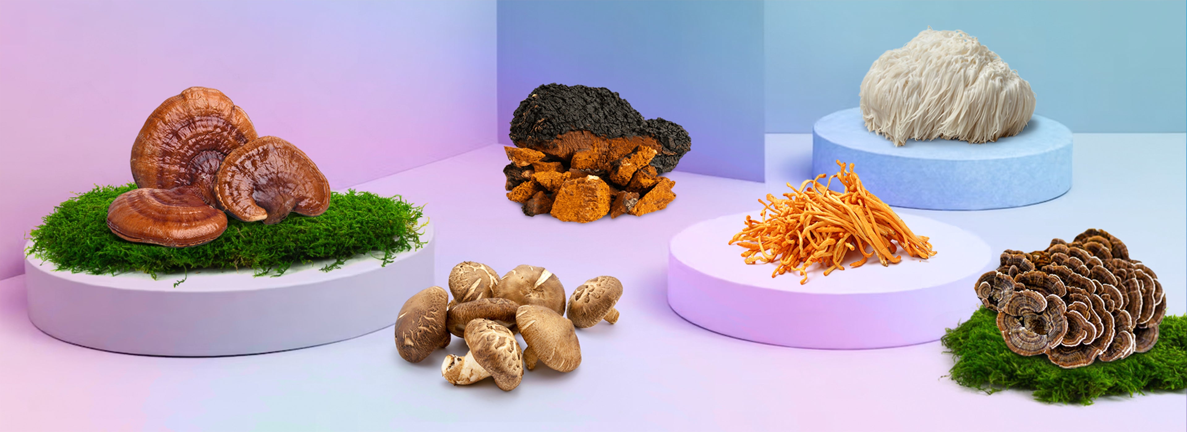 Mushrooms – ENCAPSULATE