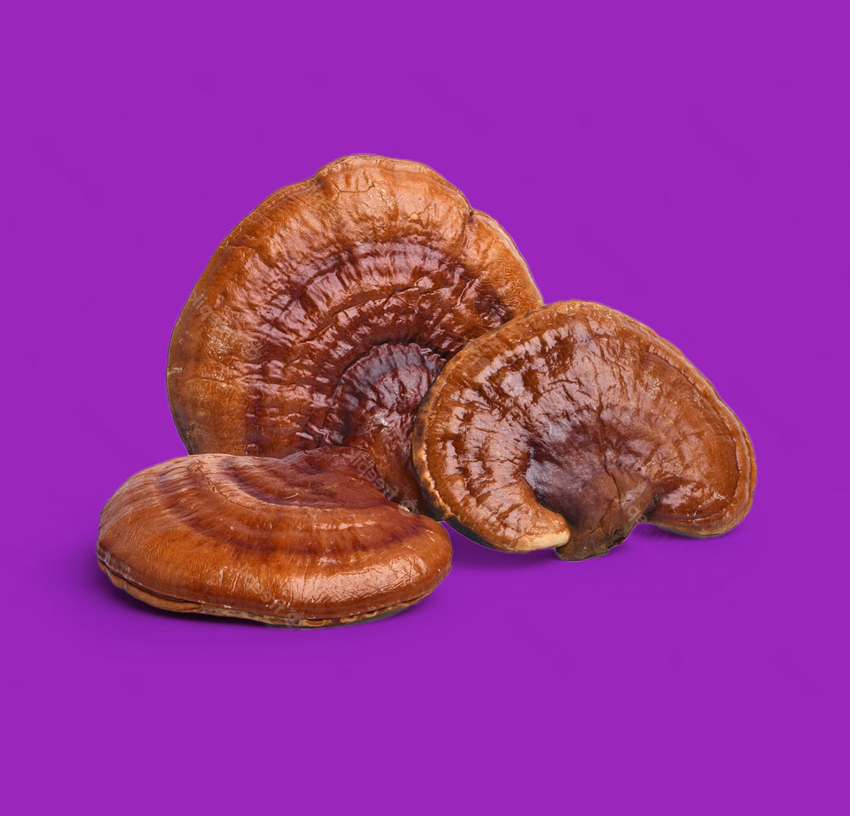 Mushrooms – ENCAPSULATE