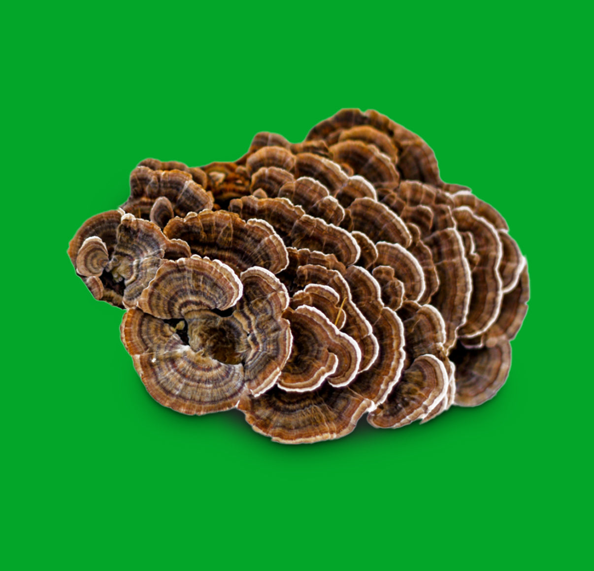 Mushrooms – ENCAPSULATE